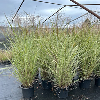 Family-Owned Plant Nursery in Leland, NC